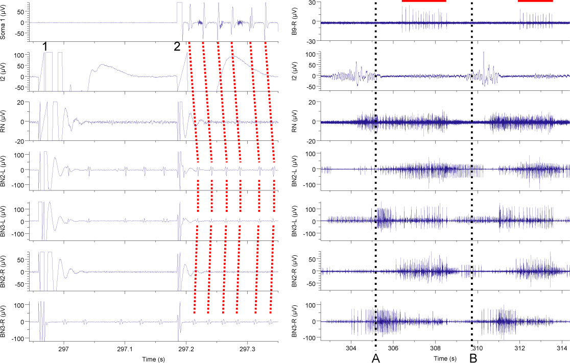 An In Vitro Preparation for Eliciting and Recording Feeding Motor ...