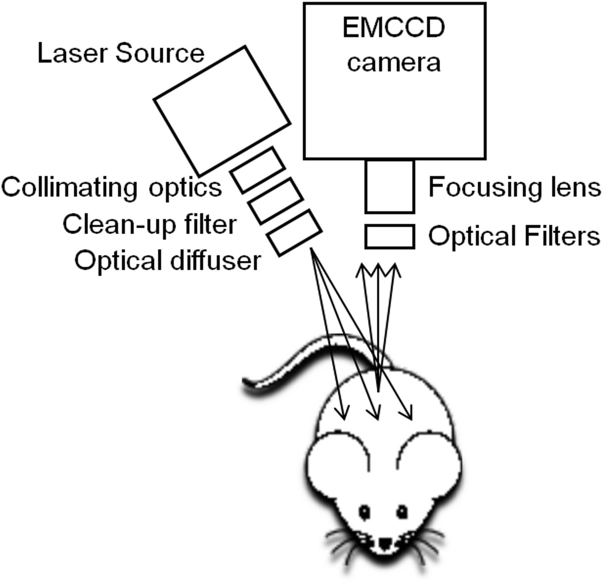 Non-invasive Optical Imaging of the Lymphatic Vasculature of a Mouse ...