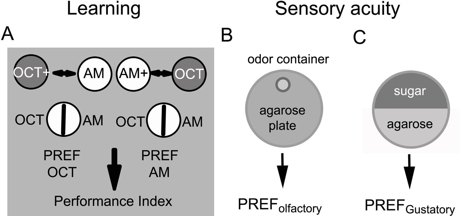 Appetitive Associative Olfactory Learning in Drosophila Larvae ...