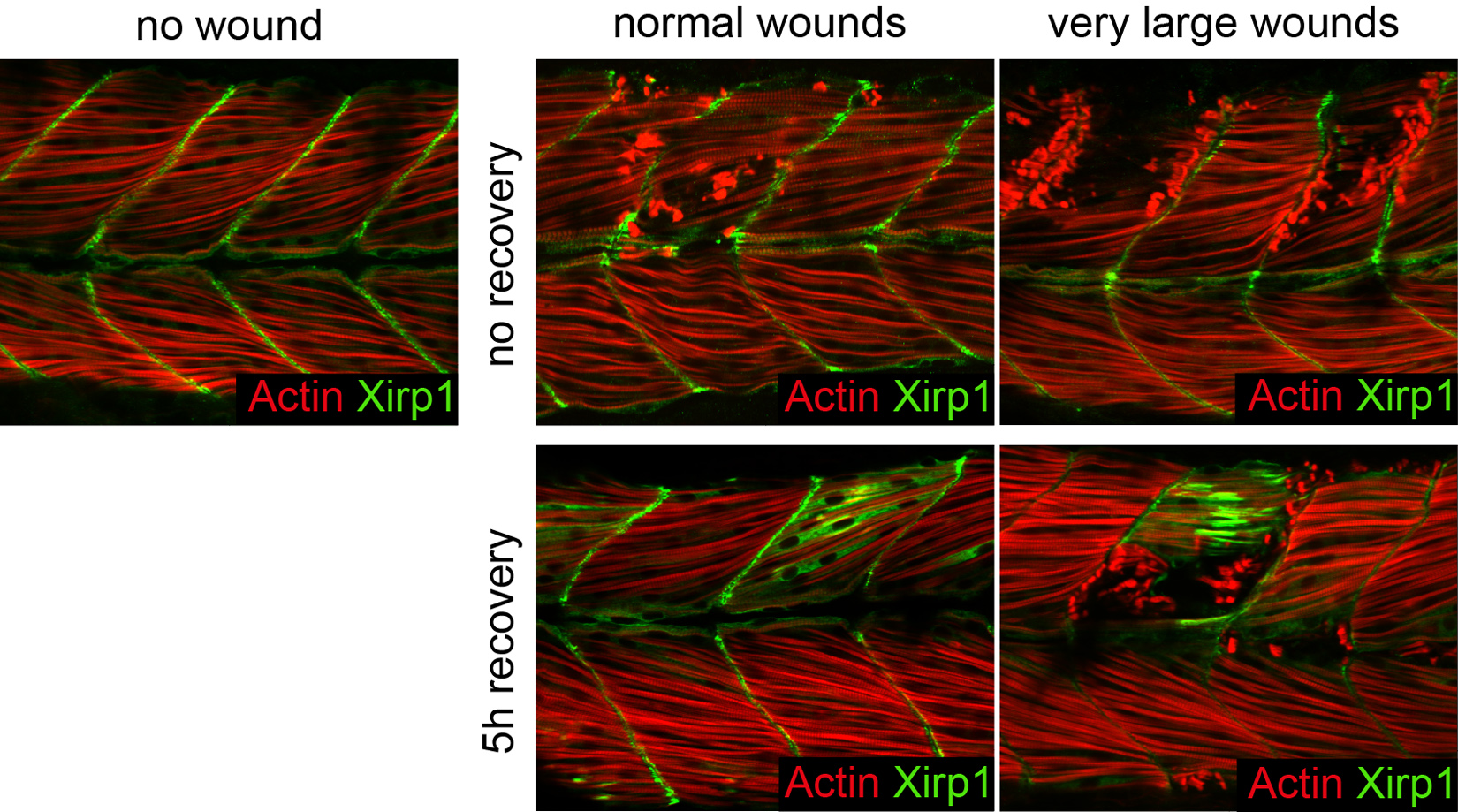 Laser-inflicted Injury of Zebrafish Embryonic Skeletal Muscle (Video ...