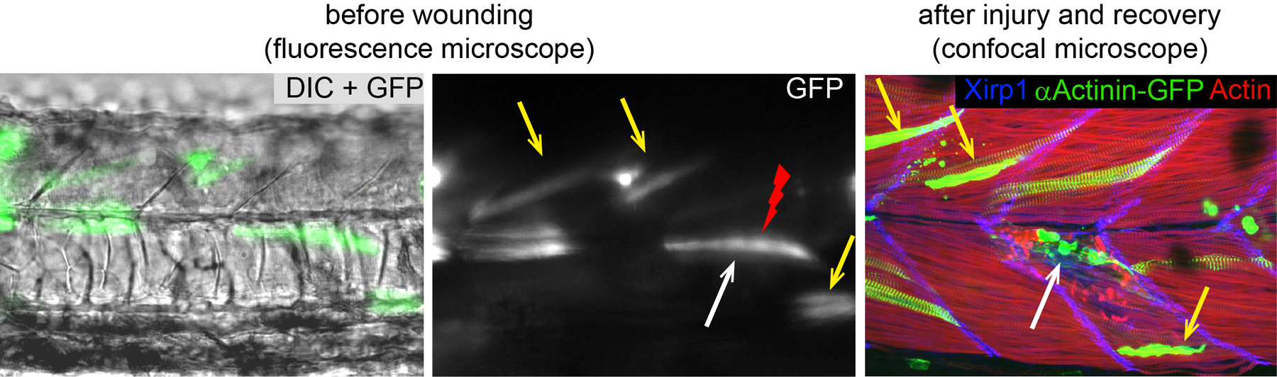 Laser-inflicted Injury of Zebrafish Embryonic Skeletal Muscle (Video ...