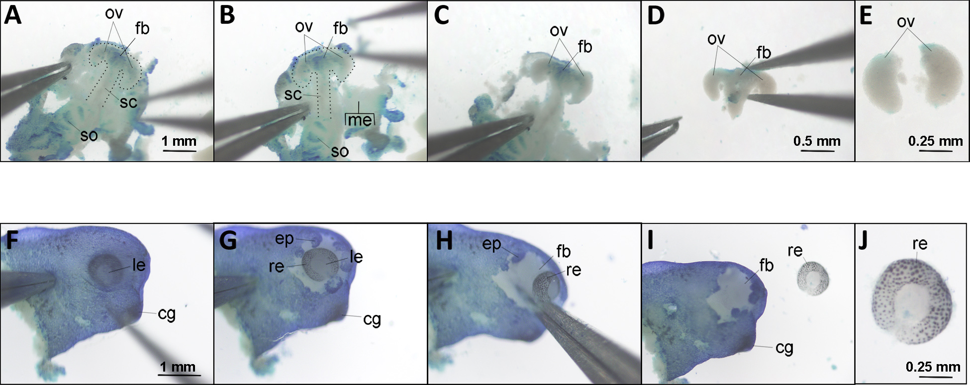 Dissection, Culture, and Analysis of Xenopus laevis Embryonic Retinal ...