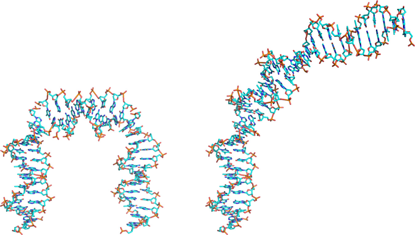 Analyzing and Building Nucleic Acid Structures with 3DNA | Protocol