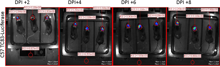 In Vivo Imaging Systems IVIS Detection of a Neuro-Invasive Encephalitic ...