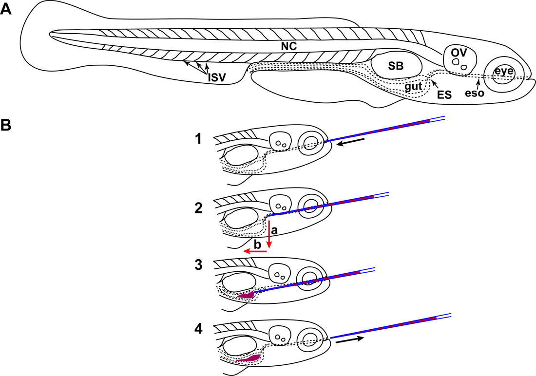Microgavage of Zebrafish Larvae