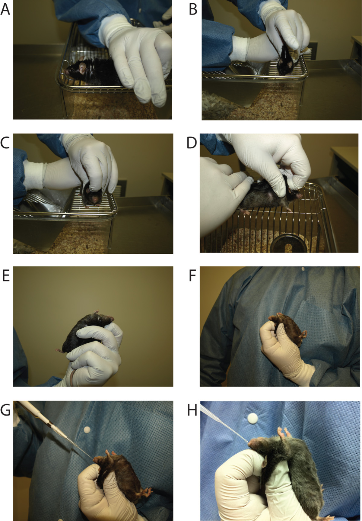 Intranasal Administration of CNS Therapeutics to Awake Mice | Protocol ...