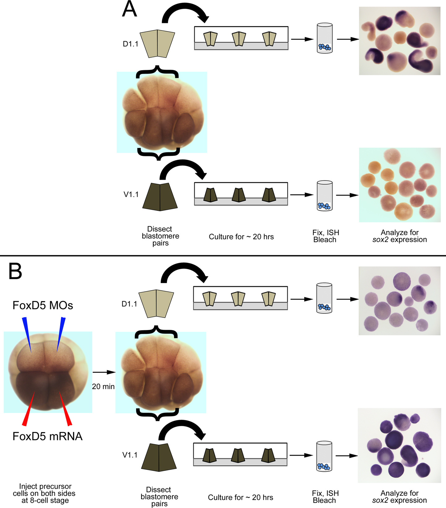 Blastomere Explants to Test for Cell Fate Commitment During Embryonic ...