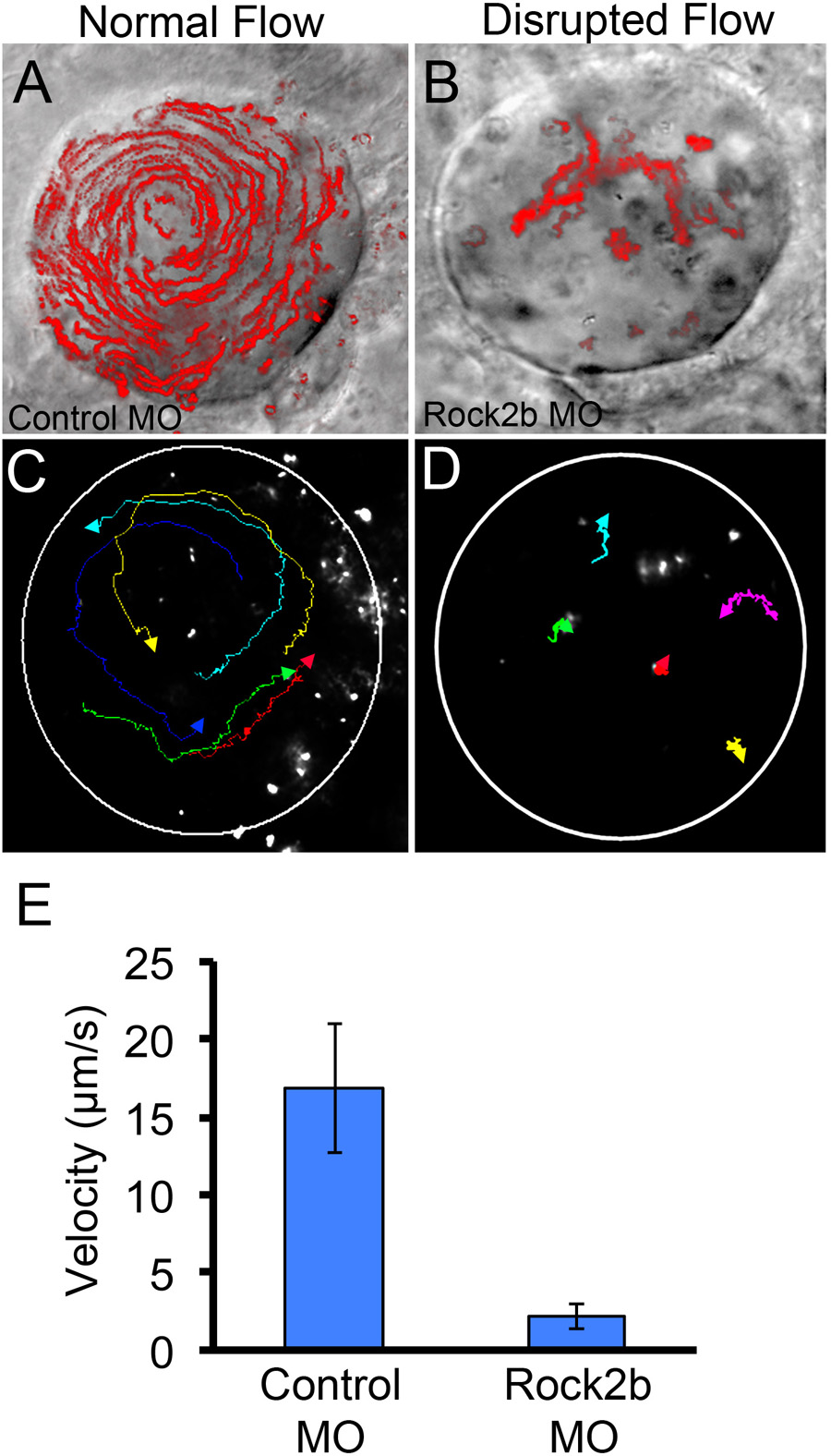 Analysis of Gene Function and Visualization of Cilia-Generated Fluid ...