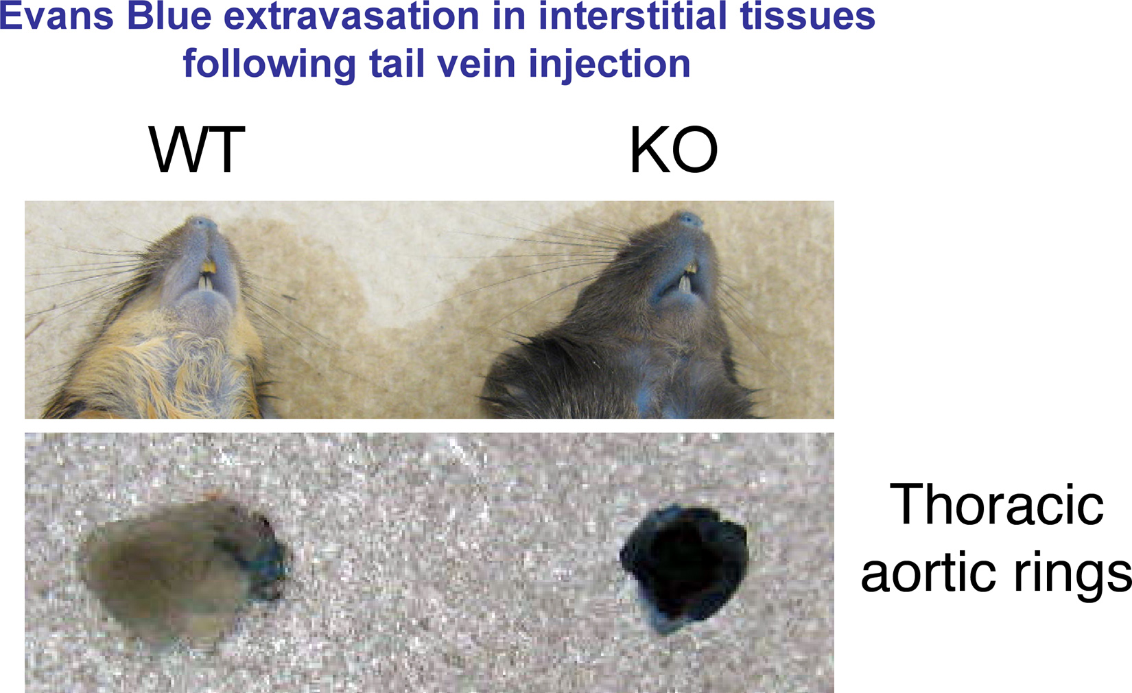 An in vivo Assay to Test Blood Vessel Permeability Video (Video) | JoVE