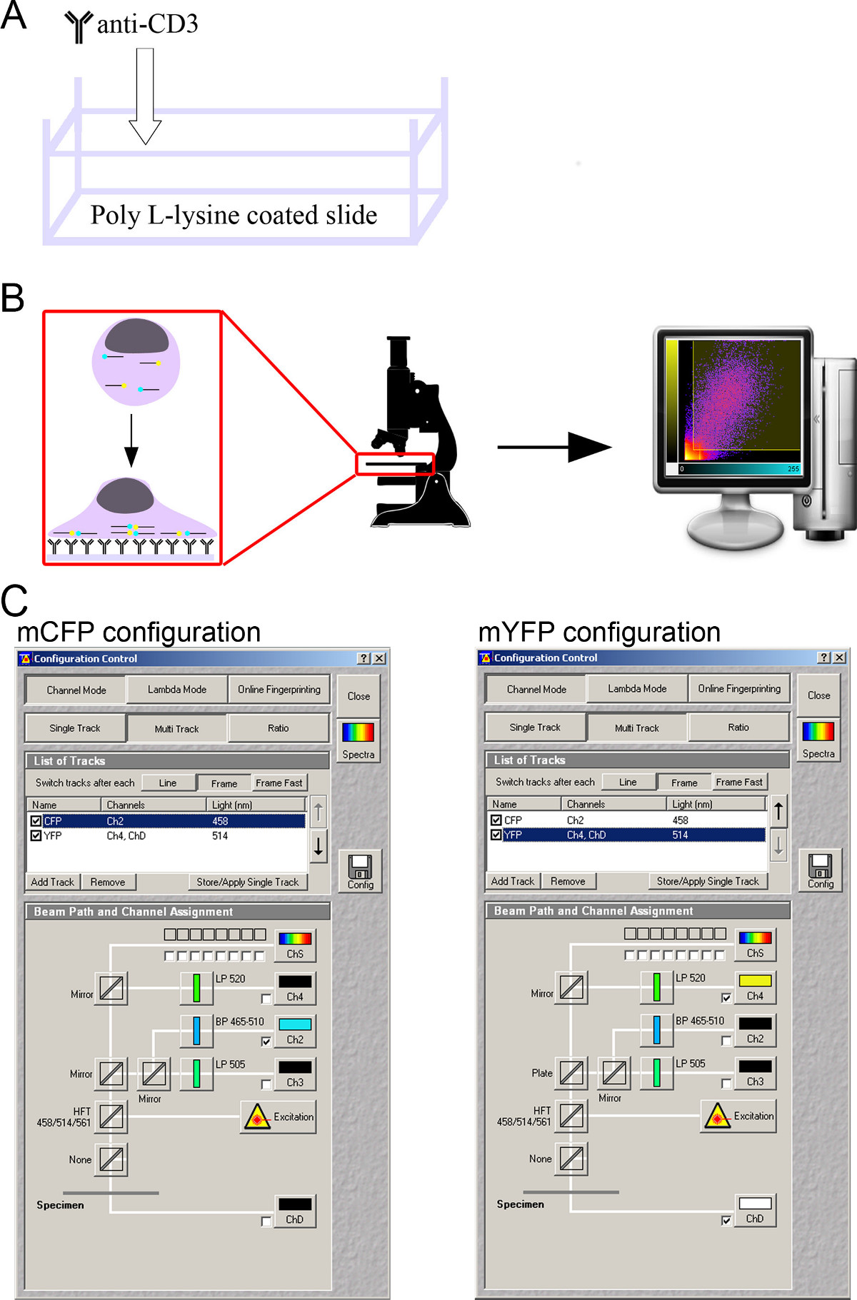 Real-time Live Imaging of T-cell Signaling Complex Formation