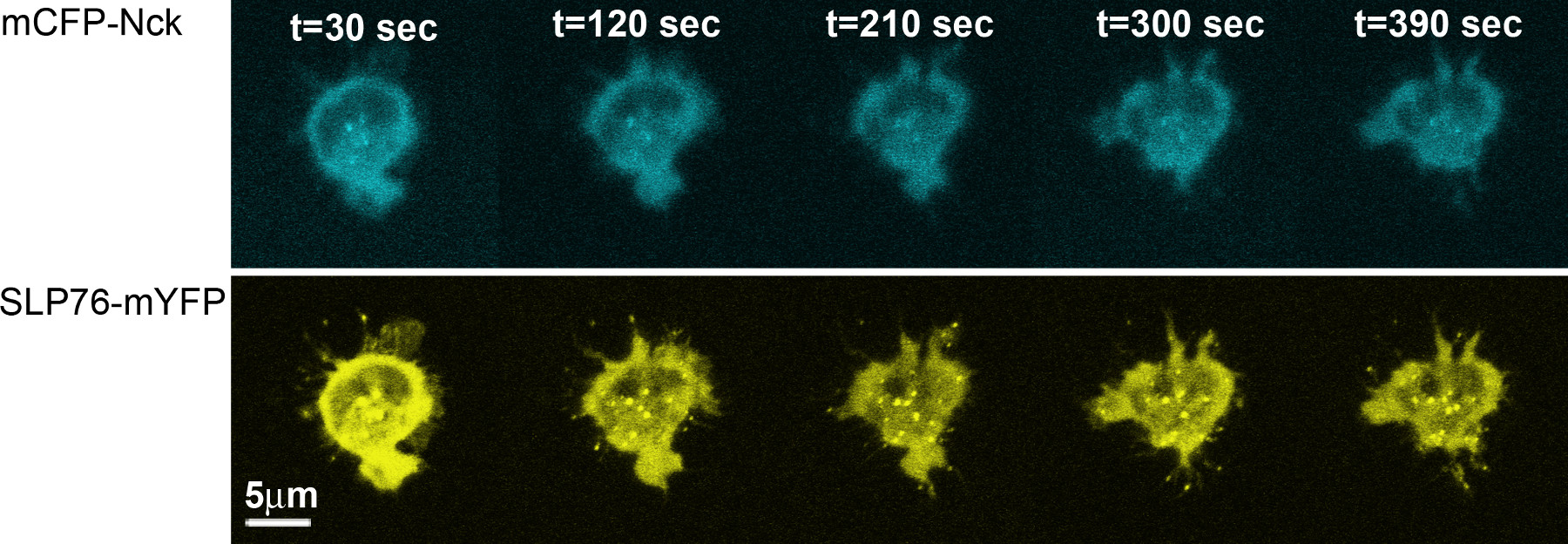 Real-time Live Imaging of T-cell Signaling Complex Formation
