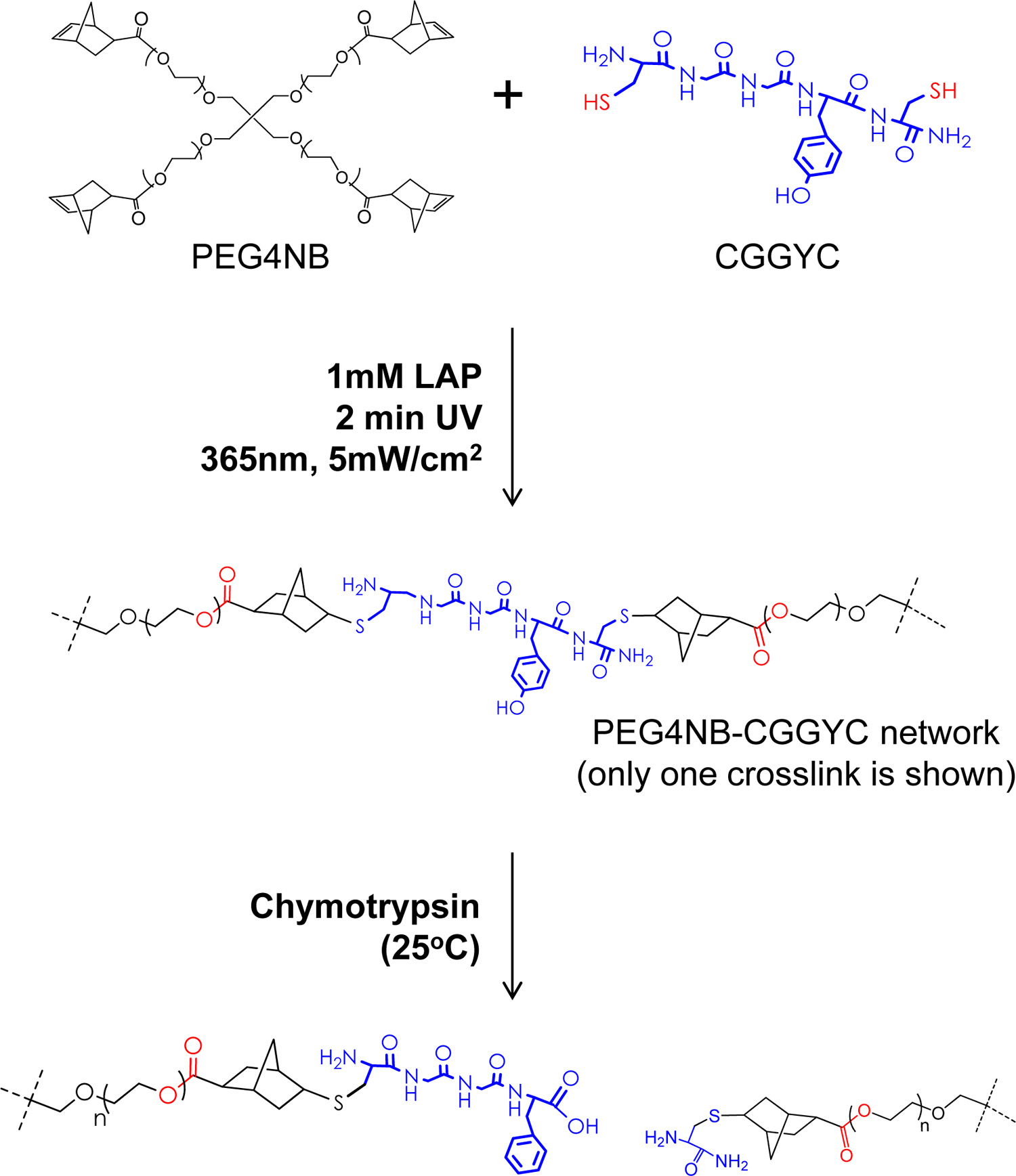 Generation and Recovery of ÃƒÅ½Ã‚Â²-cell Spheroids From Step-growth PEG ...