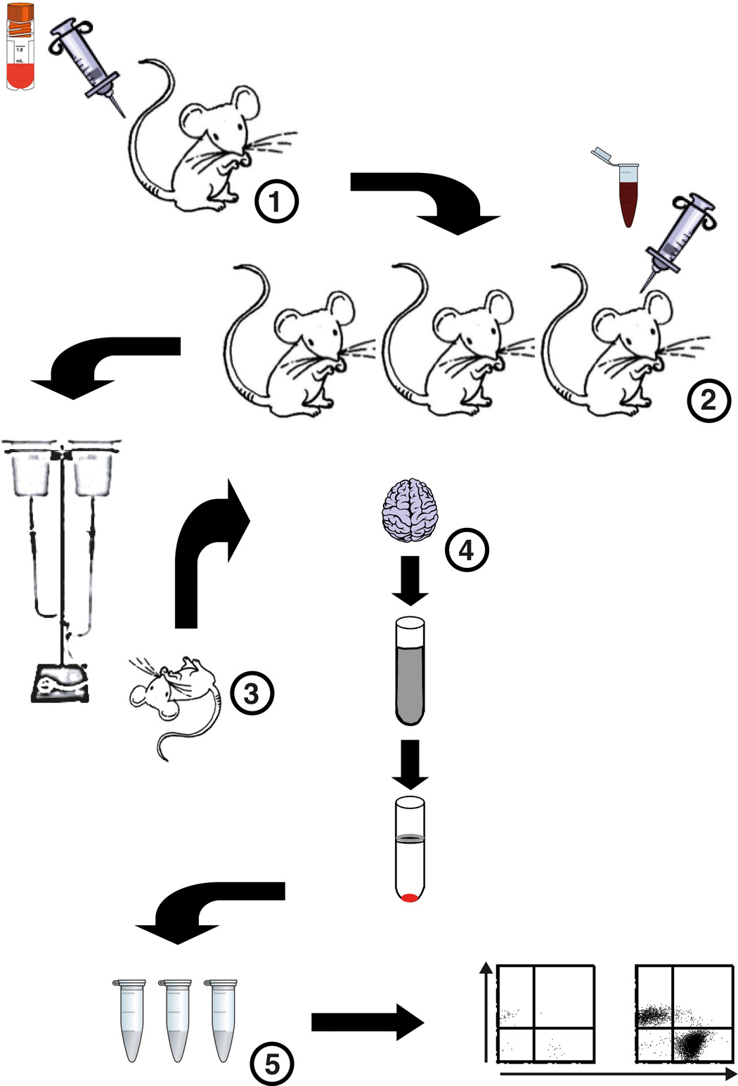 Isolation and Analysis of Brain-sequestered Leukocytes from Plasmodium ...