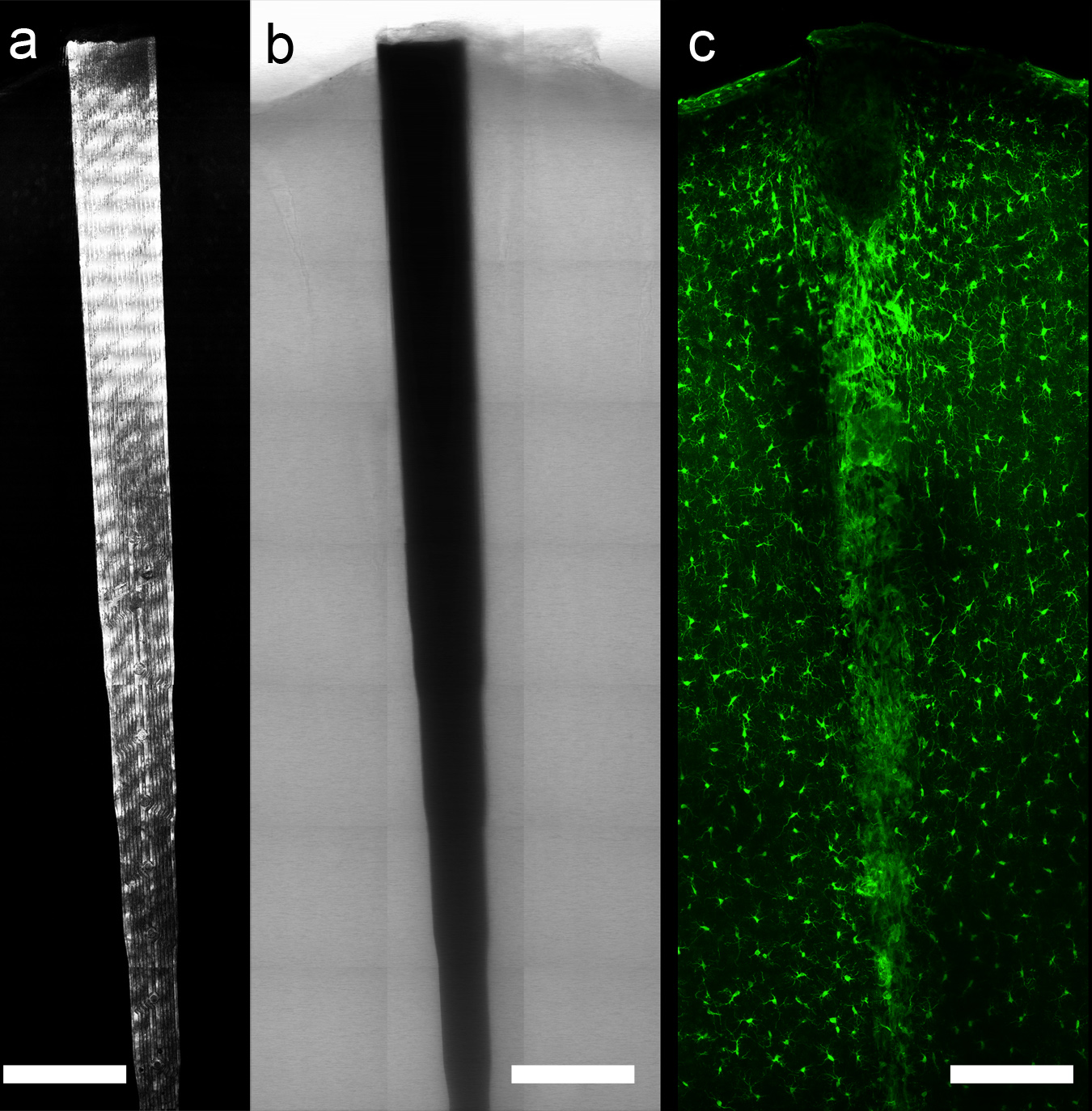 Intact Histological Characterization of Brain-implanted Microdevices ...