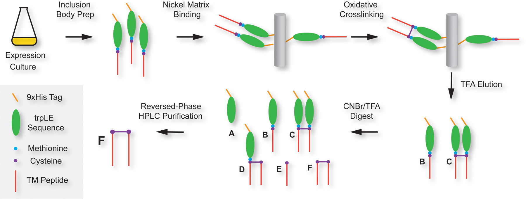 Production of Disulfide-stabilized Transmembrane Peptide Complexes for ...