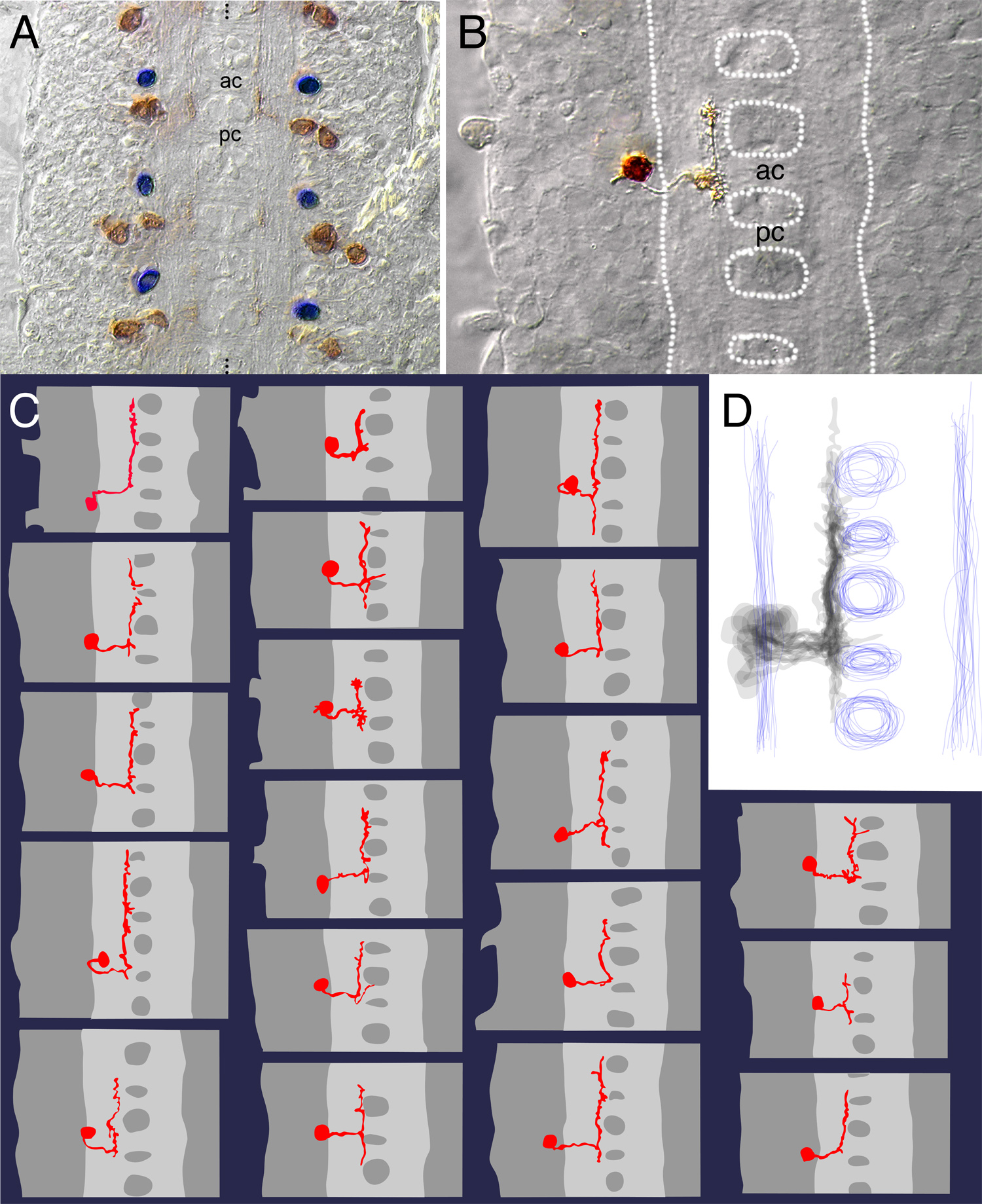 Labeling of Single Cells in the Central Nervous System of Drosophila ...
