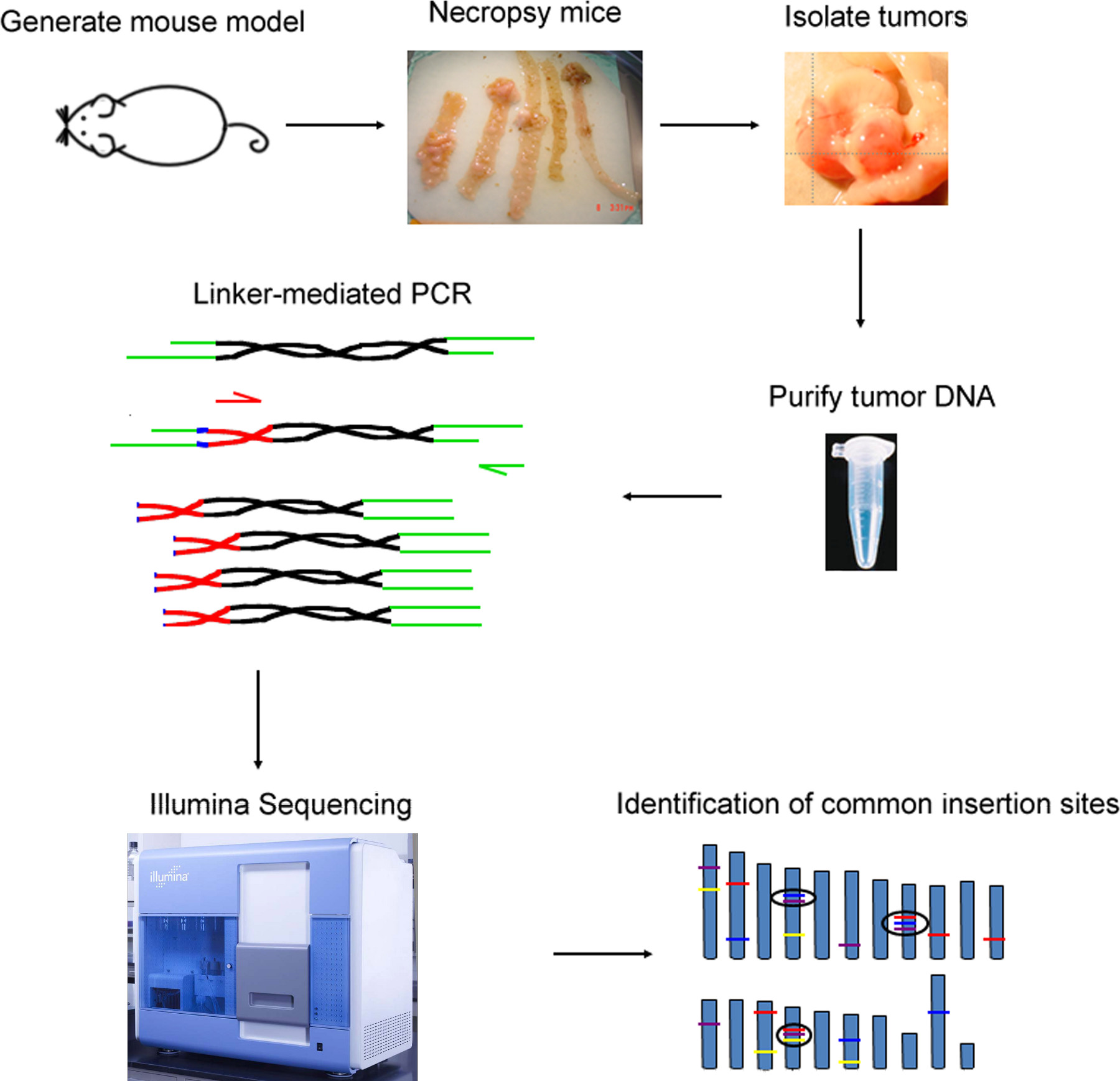 Identification of Sleeping Beauty Transposon Insertions in Solid Tumors ...
