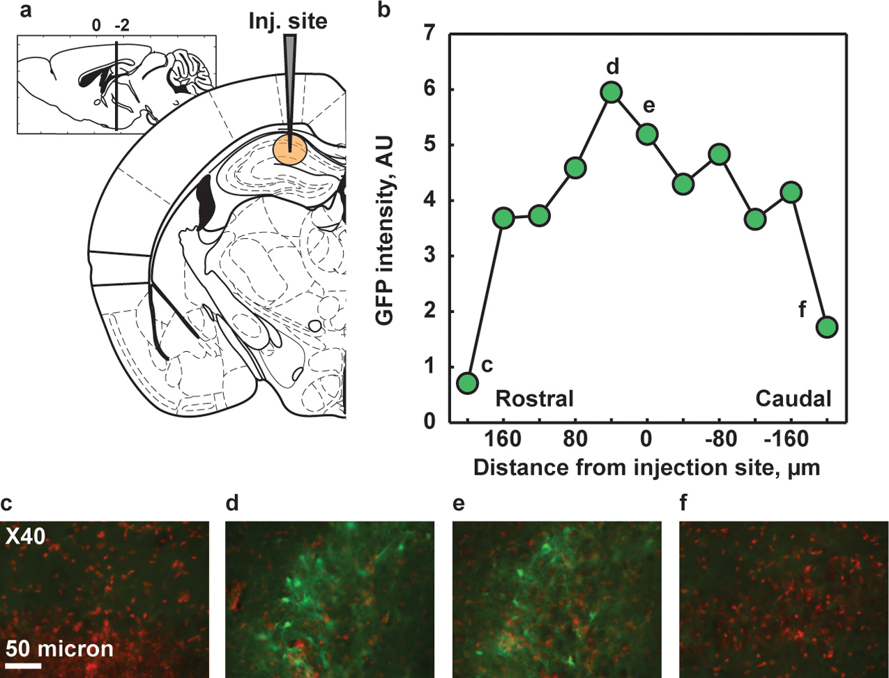 Stereotactic Injection of MicroRNA-expressing Lentiviruses to the Mouse ...