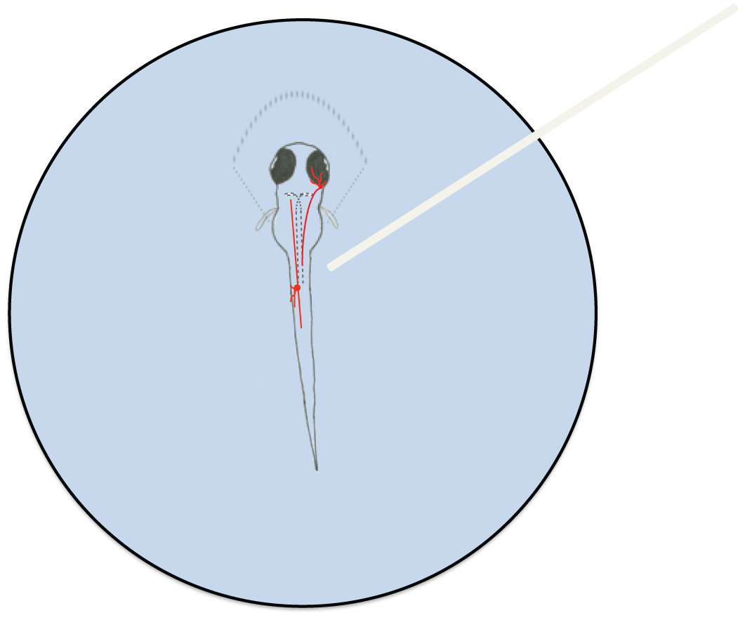 Optogenetic Activation of Zebrafish Somatosensory Neurons using ChEF ...