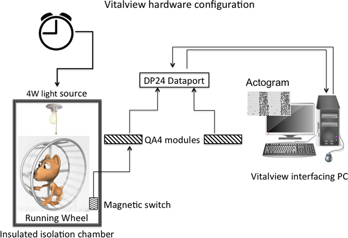 Recording and Analysis of Circadian Rhythms in Running-wheel Activity ...