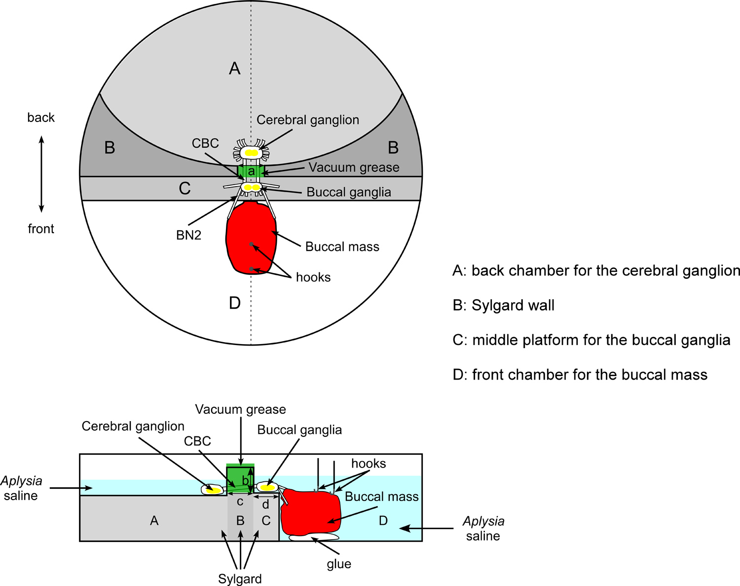 Extracellularly Identifying Motor Neurons for a Muscle Motor Pool in ...