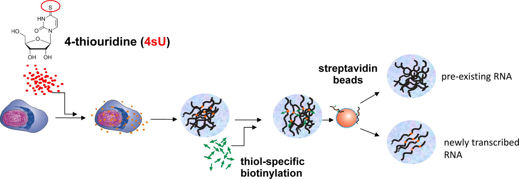 Metabolic Labeling of Newly Transcribed RNA for High Resolution Gene ...