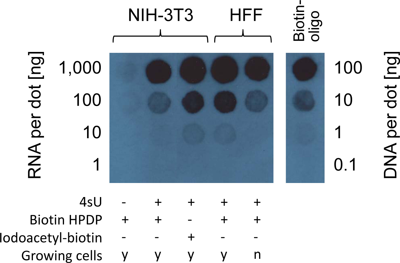 Metabolic Labeling of Newly Transcribed RNA for High Resolution Gene ...