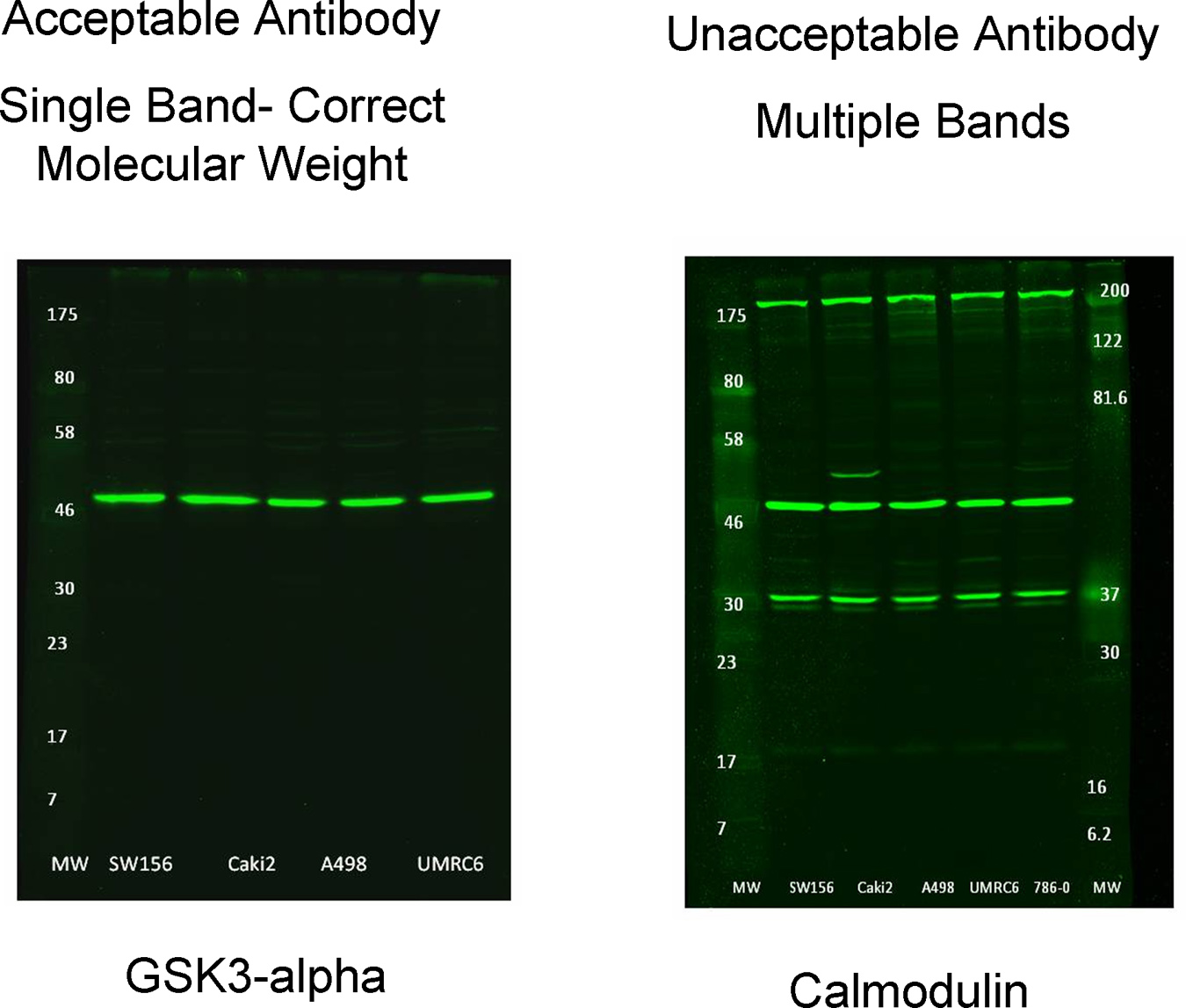 The Use of Reverse Phase Protein Arrays RPPA to Explore Protein ...