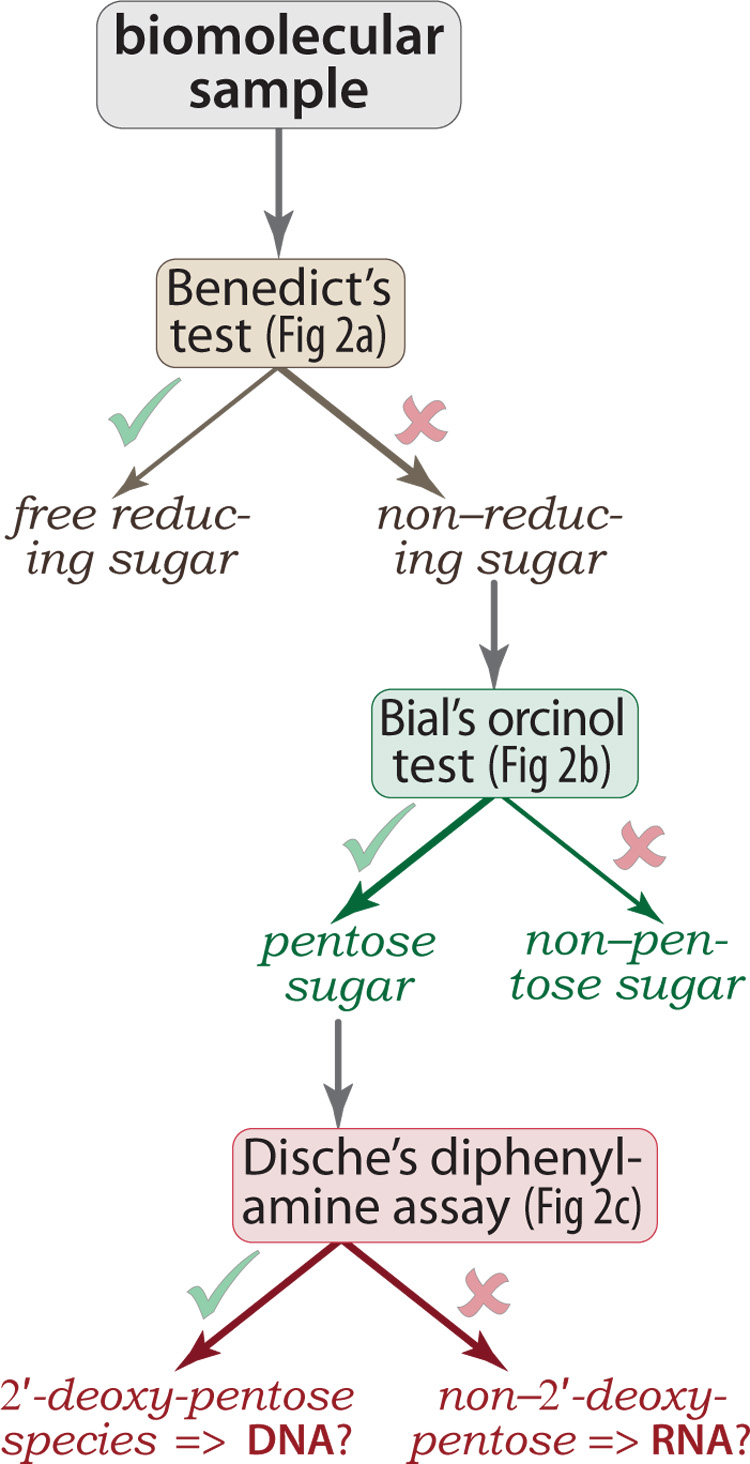 Rapid Colorimetric Assays to Qualitatively Distinguish RNA and DNA in ...
