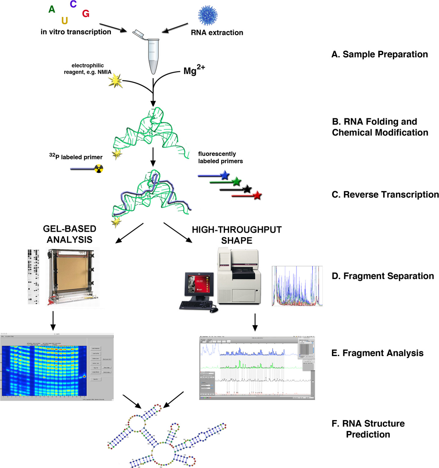 RNA Secondary Structure Prediction Using High-throughput SHAPE | Protocol