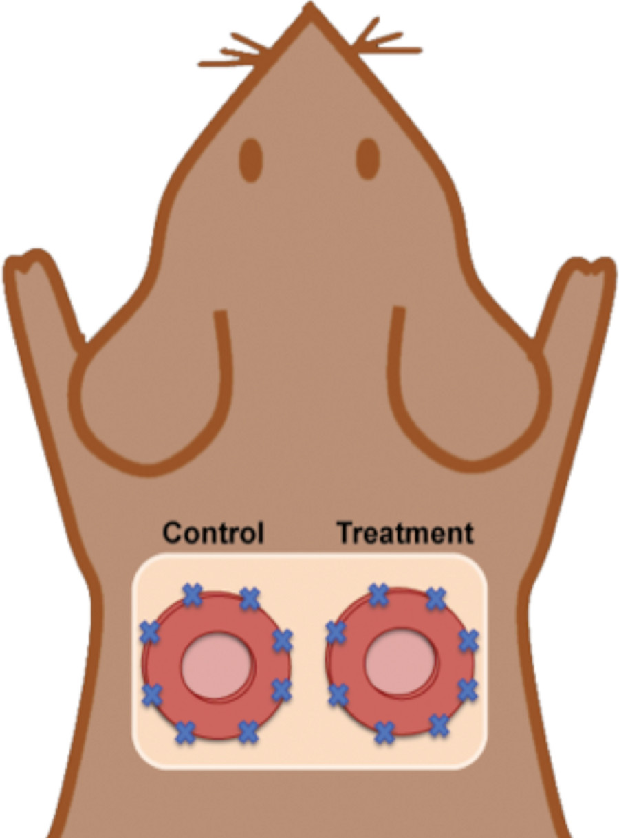 Murine Model of Wound Healing (Scientific Article Protocol) | JoVE