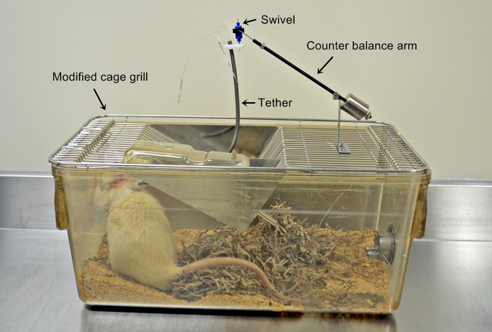 A Model of Chronic Nutrient Infusion in the Rat | Protocol