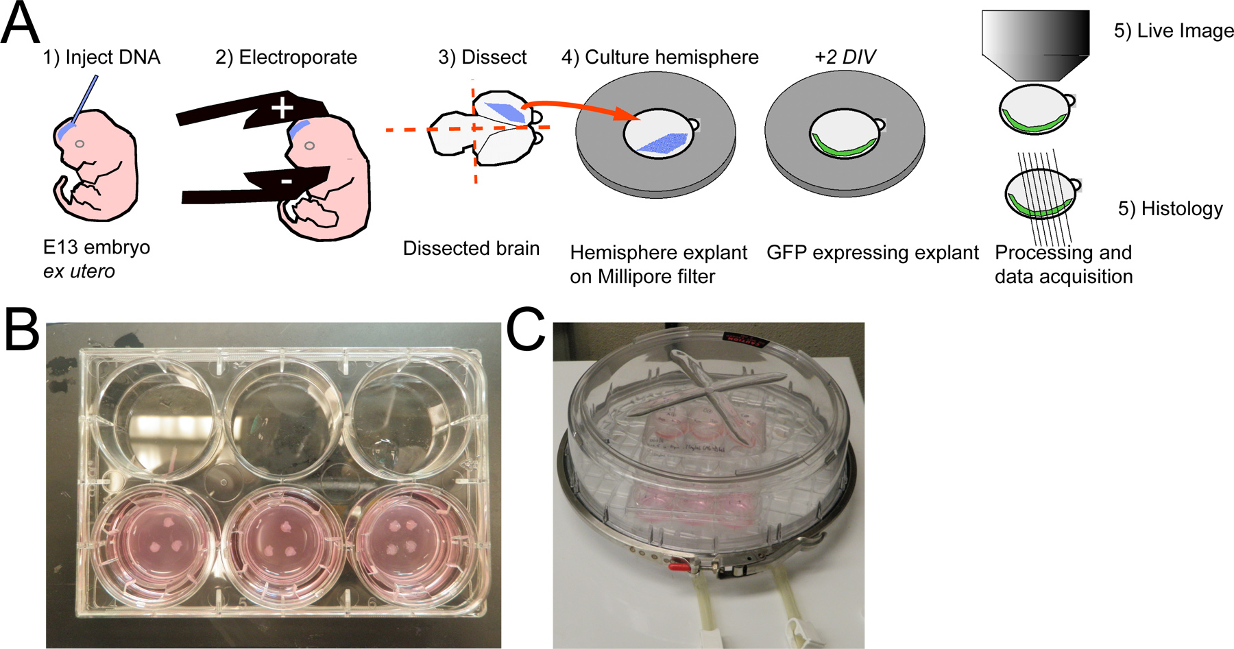 Ex utero Electroporation and Whole Hemisphere Explants: A Simple ...