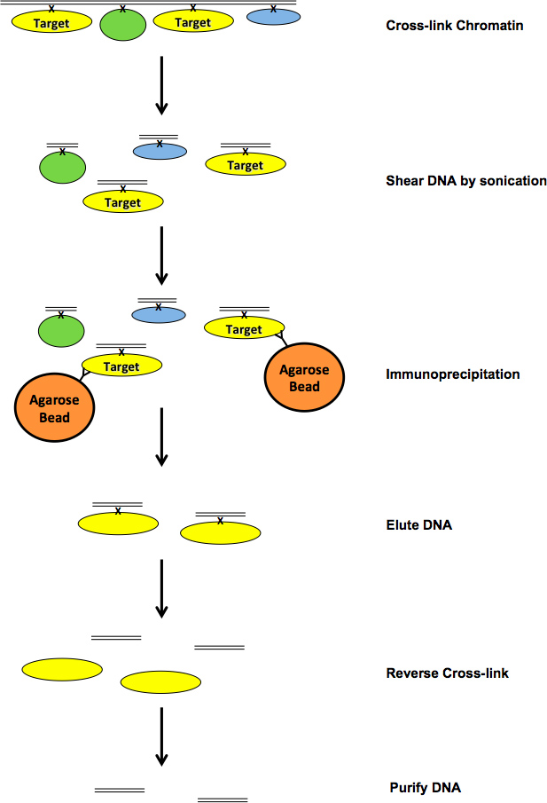 Generation of High Quality Chromatin Immunoprecipitation DNA Template ...