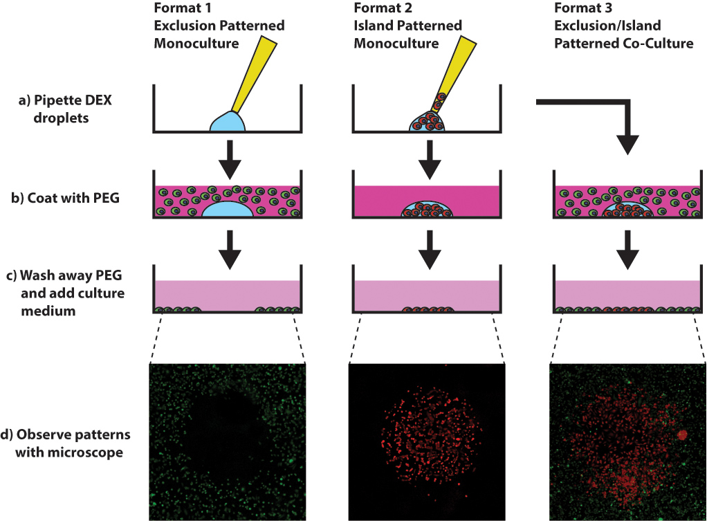 Cell Co-culture Patterning Using Aqueous Two-phase Systems (Scientific ...
