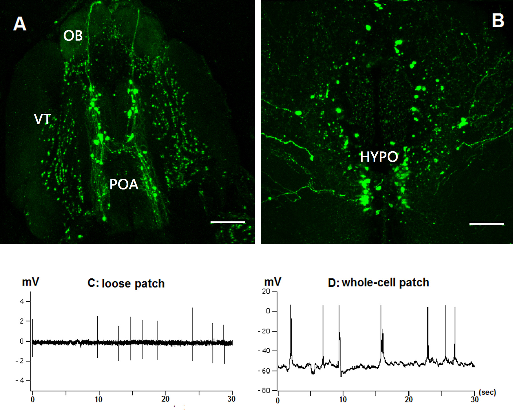 Recording Electrical Activity from Identified Neurons in the Intact ...