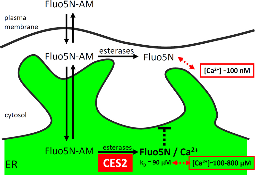 Direct Imaging of ER Calcium with Targeted-Esterase Induced Dye Loading ...