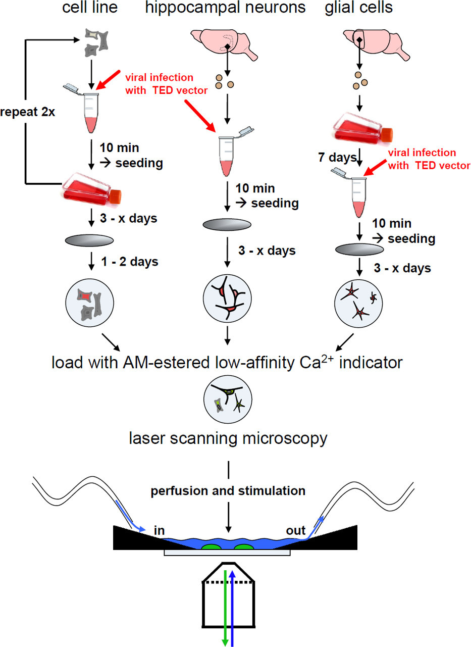 Direct Imaging of ER Calcium with Targeted-Esterase Induced Dye Loading ...