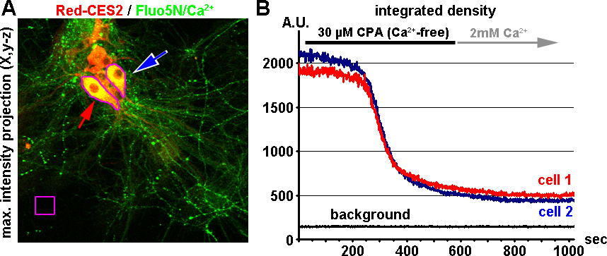 Direct Imaging of ER Calcium with Targeted-Esterase Induced Dye Loading ...