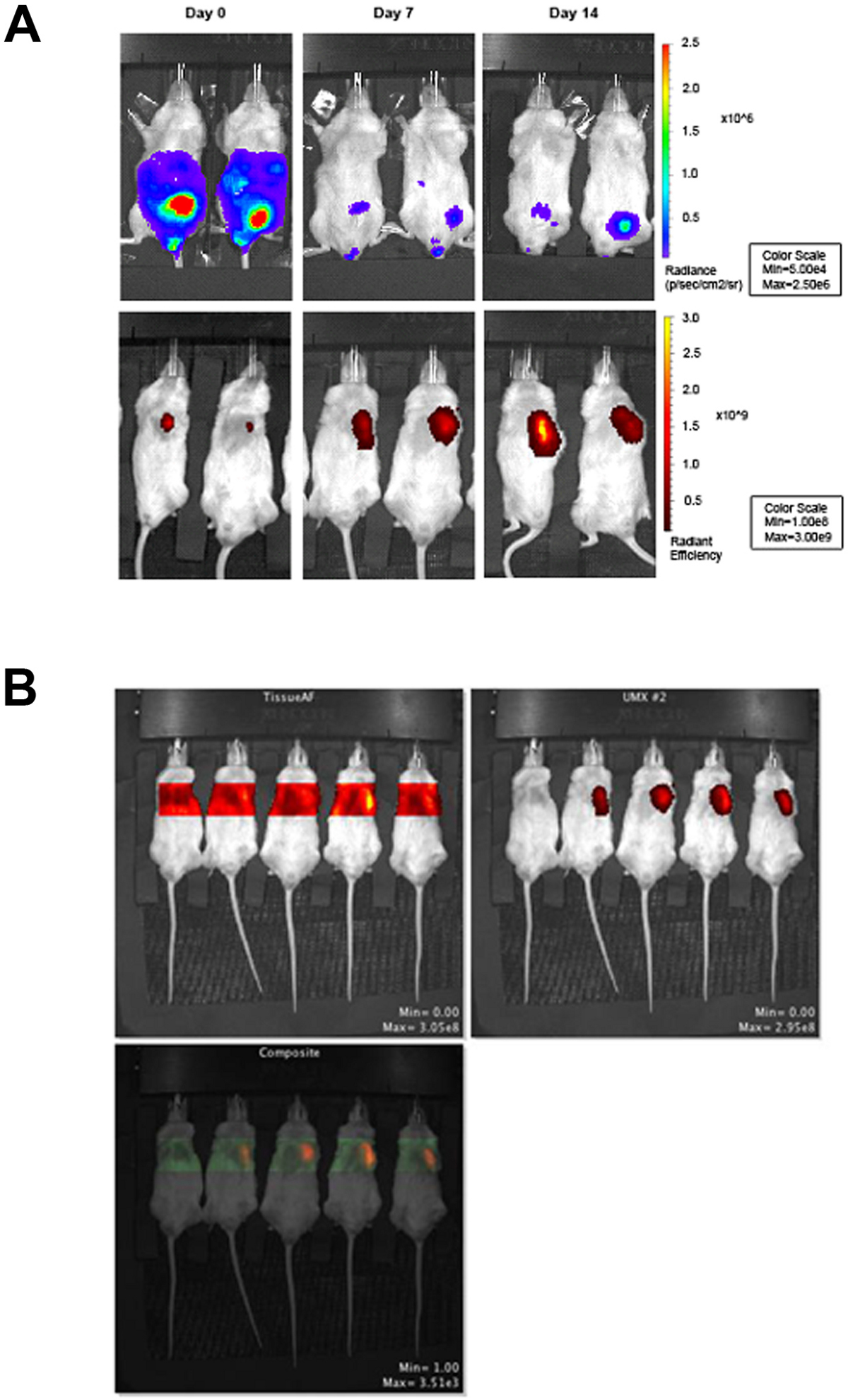 Development, Expansion, and In vivo Monitoring of Human NK Cells from ...
