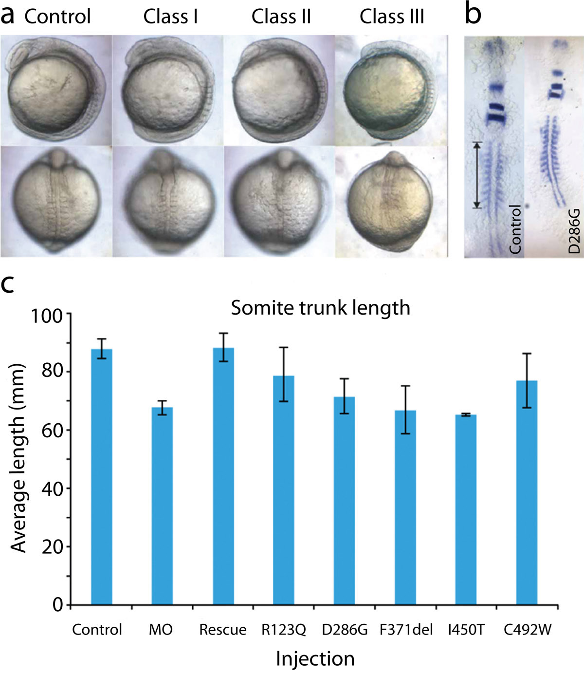 In Vivo Modeling of the Morbid Human Genome using Danio rerio ...