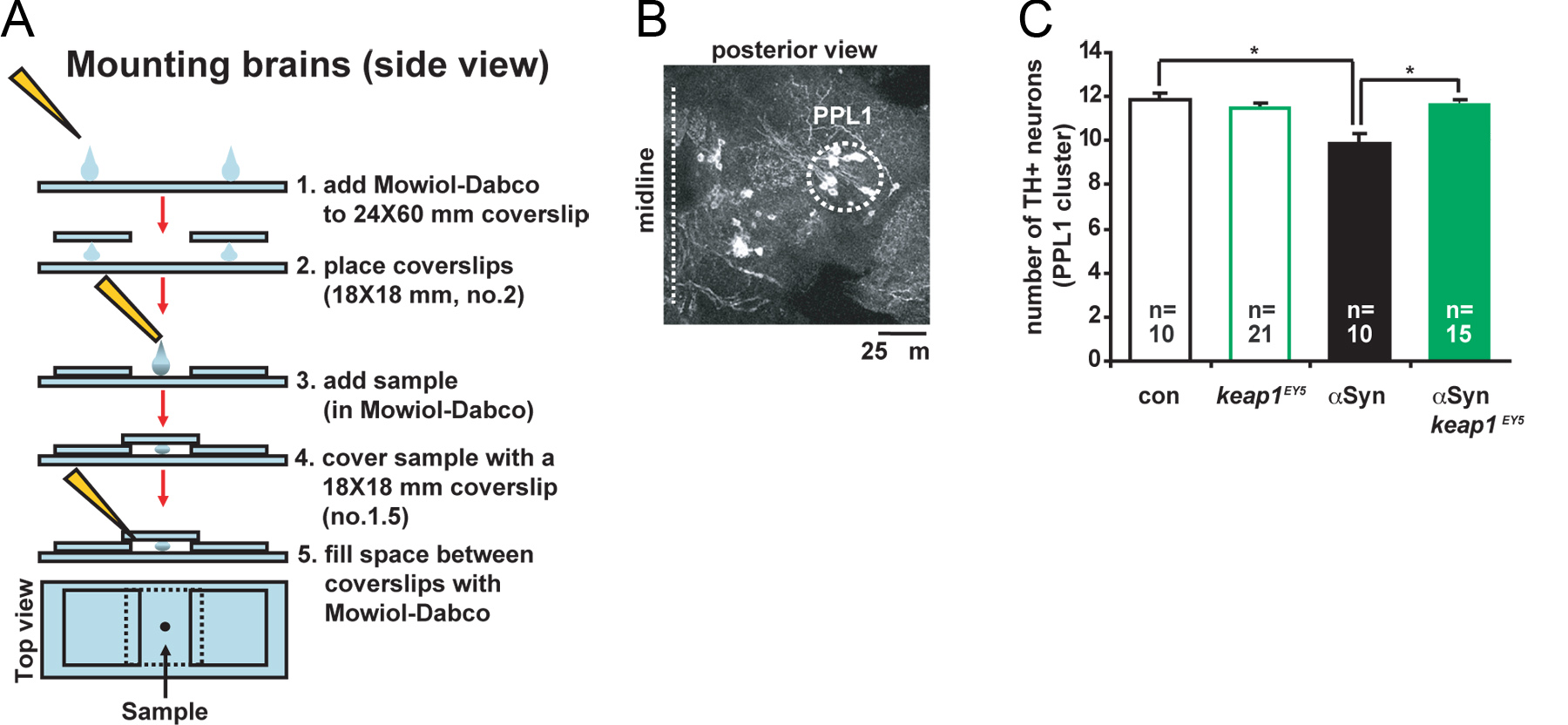 Assessing Neurodegenerative Phenotypes in Drosophila Dopaminergic ...