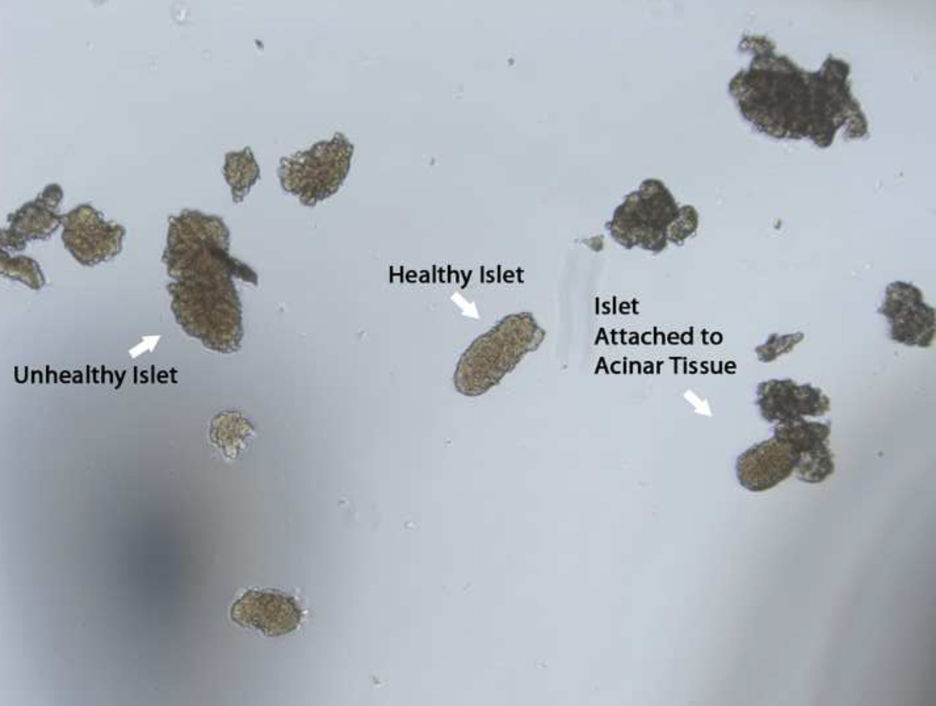 A Method for Mouse Pancreatic Islet Isolation and Intracellular cAMP ...
