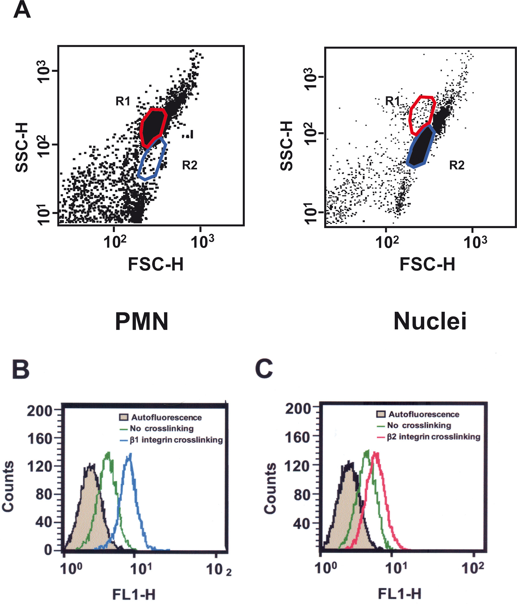 A Simple and Efficient Method to Detect Nuclear Factor Activation in ...