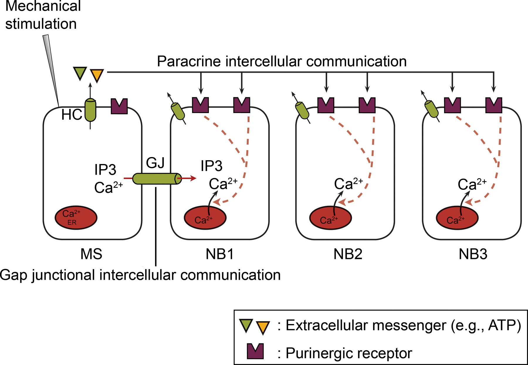 Mechanical Stimulation-induced Calcium Wave Propagation in Cell ...