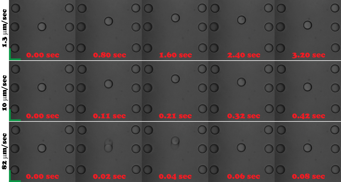 Construction of a High Resolution Microscope with Conventional and ...