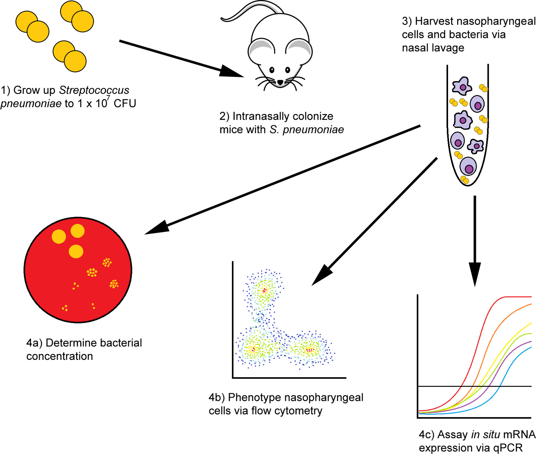 Characterization of Inflammatory Responses During Intranasal ...