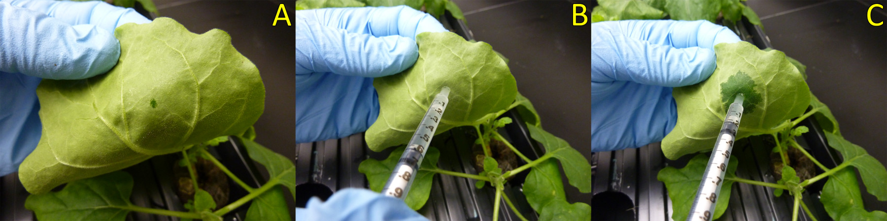 Efficient Agroinfiltration of Plants for High-level Transient ...