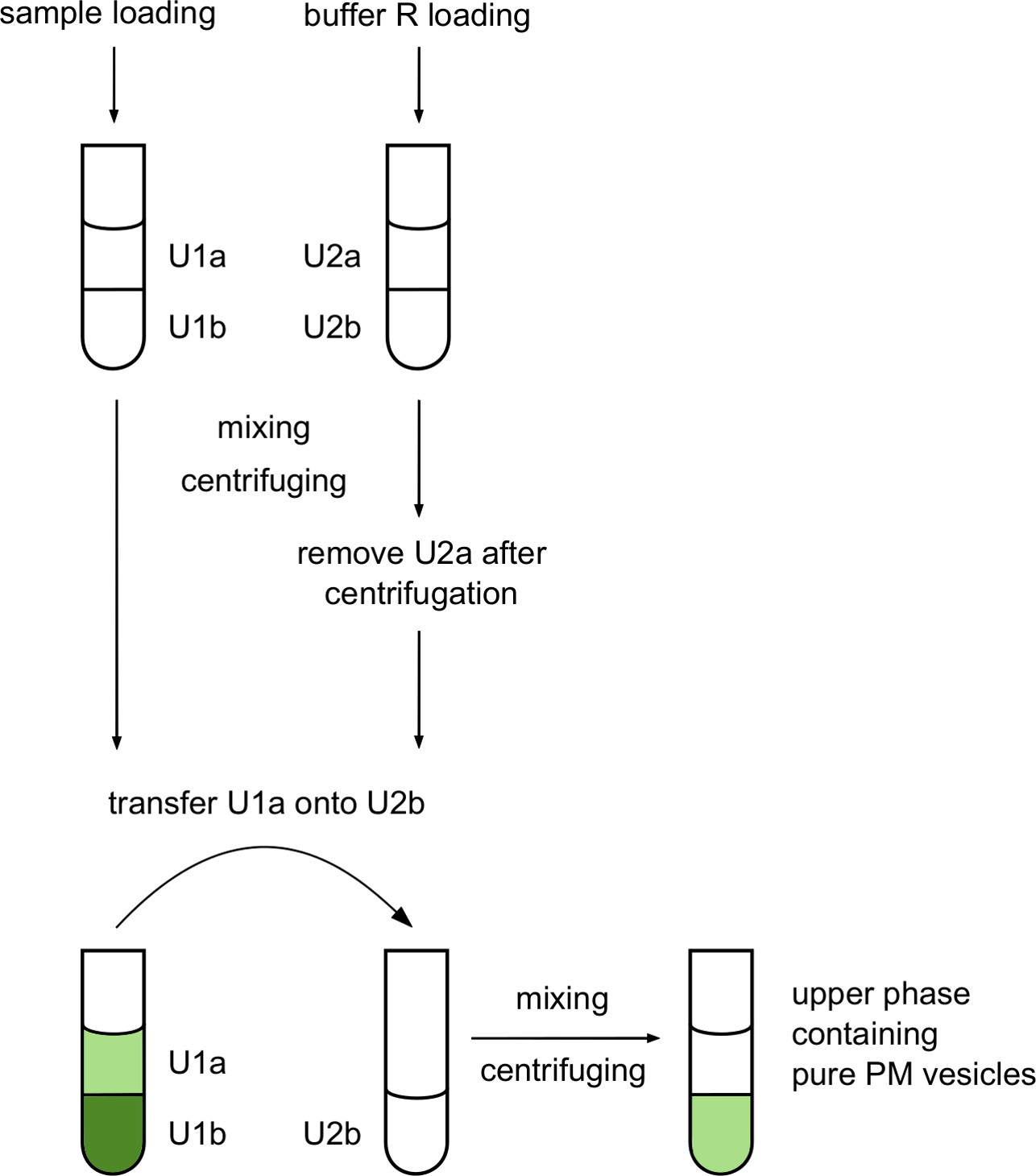 Metabolic Labeling and Membrane Fractionation for Comparative Proteomic ...