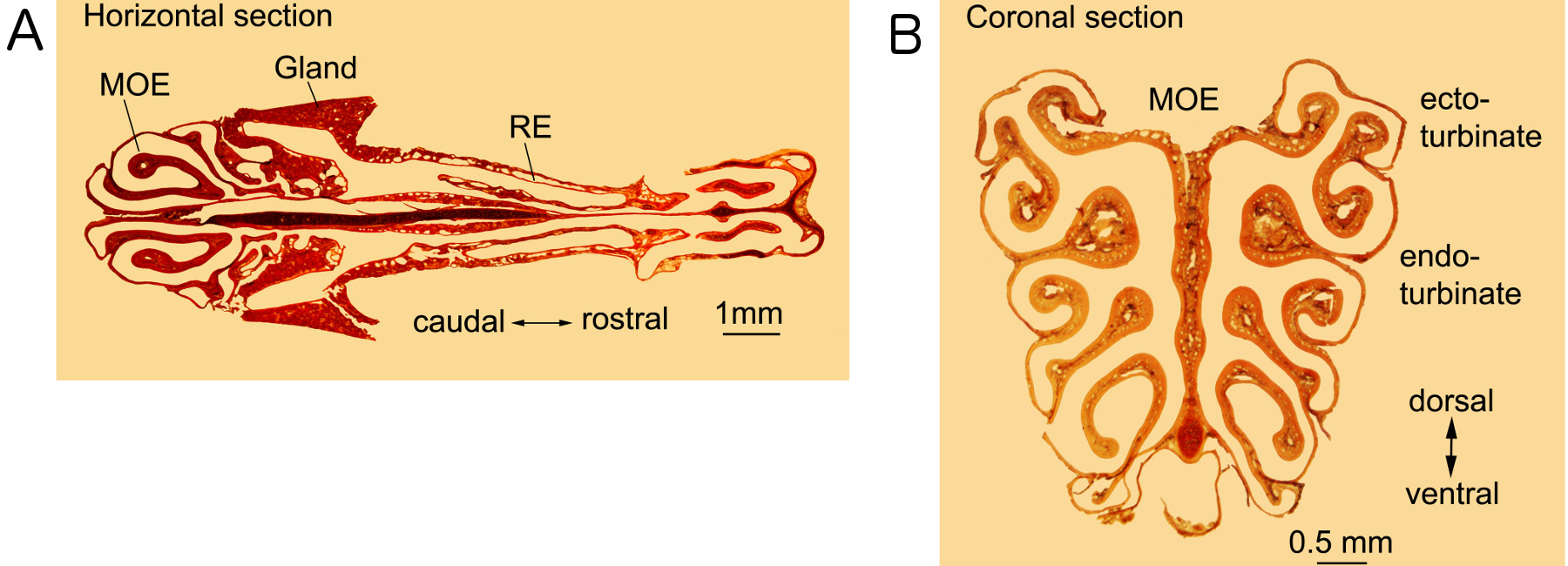 An Effective Manual Deboning Method To Prepare Intact Mouse Nasal ...